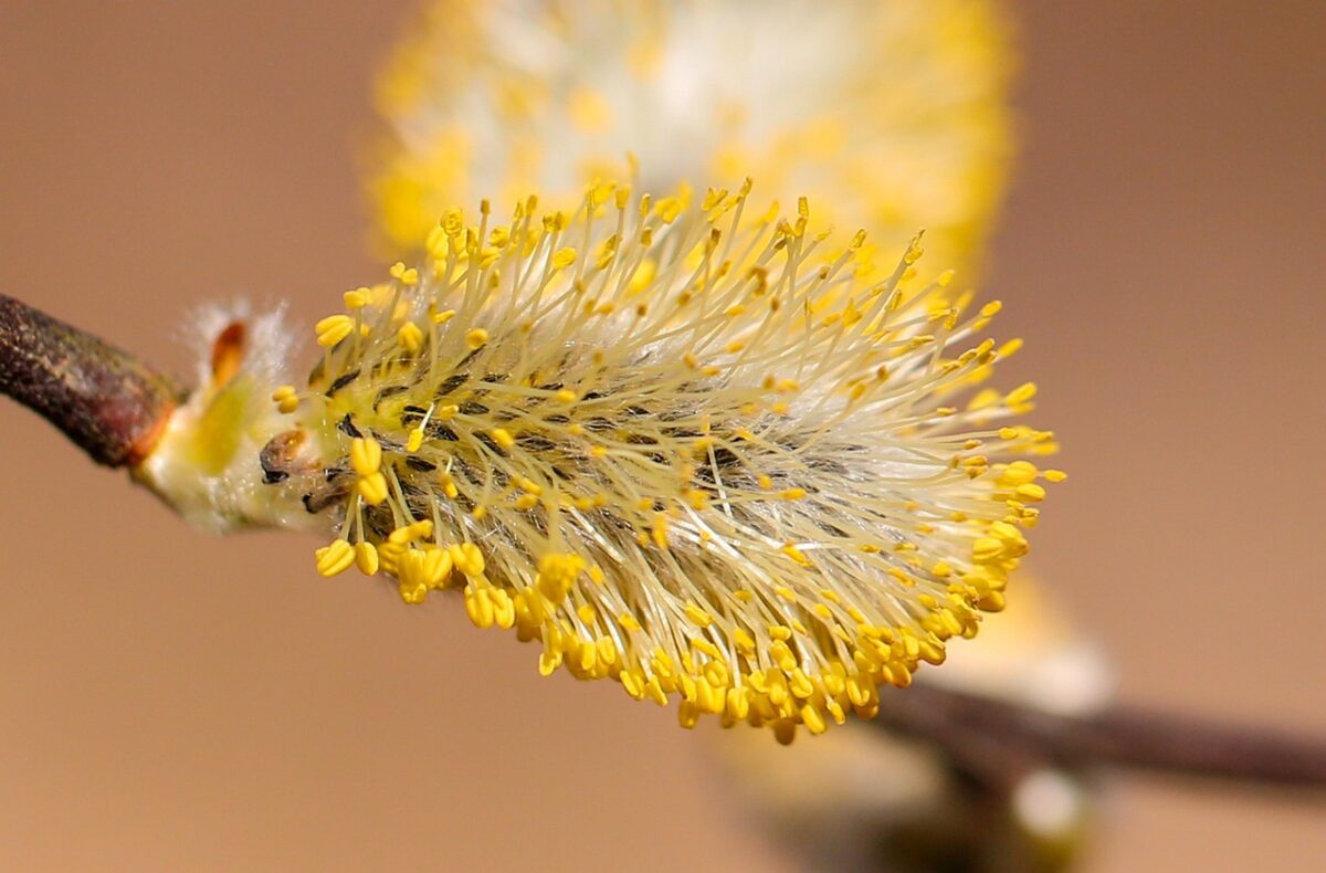 Salicone: il salice ornamentale facile da coltivare e ricco di fascino